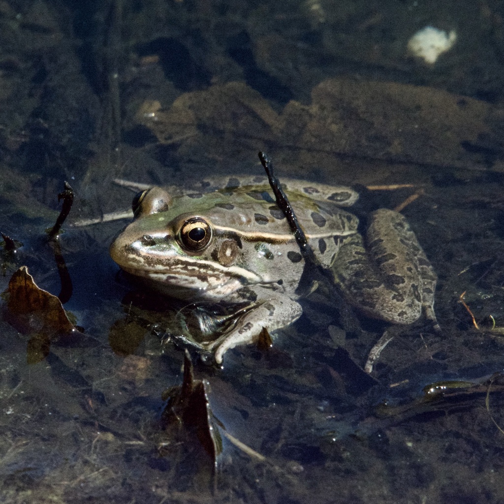 Southern Leopard Frog from Fenwick Island, Ocean View, DE, US on August ...