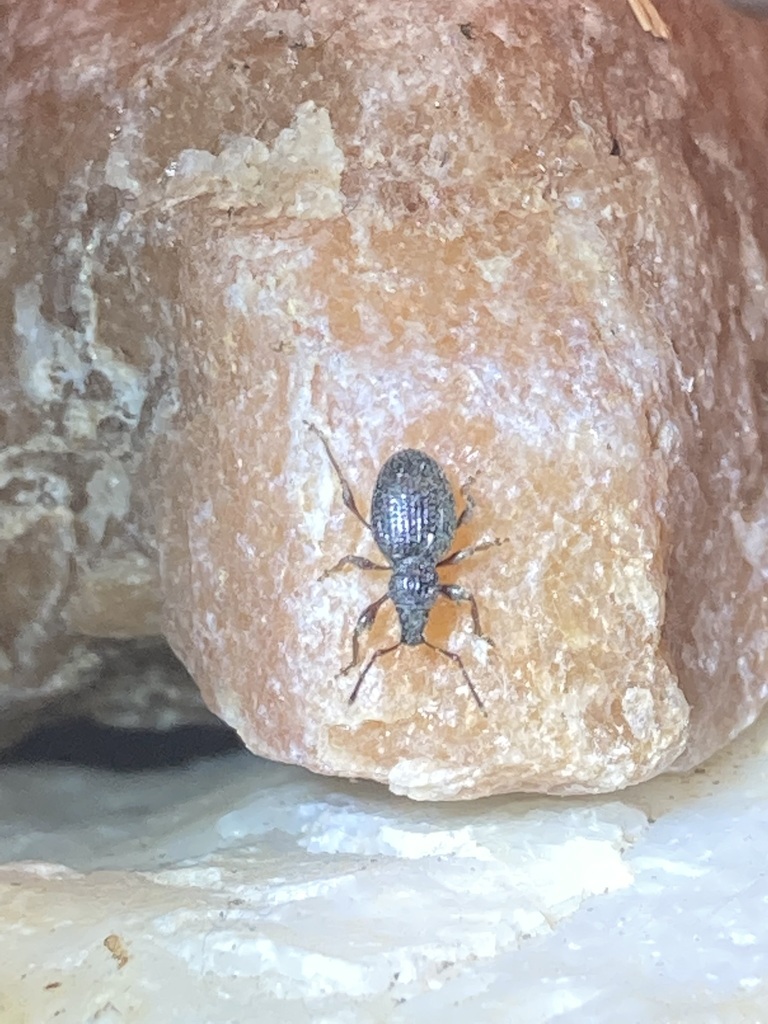 Strawberry Root Weevil from Andover, MN 55304, USA on August 05, 2022 ...