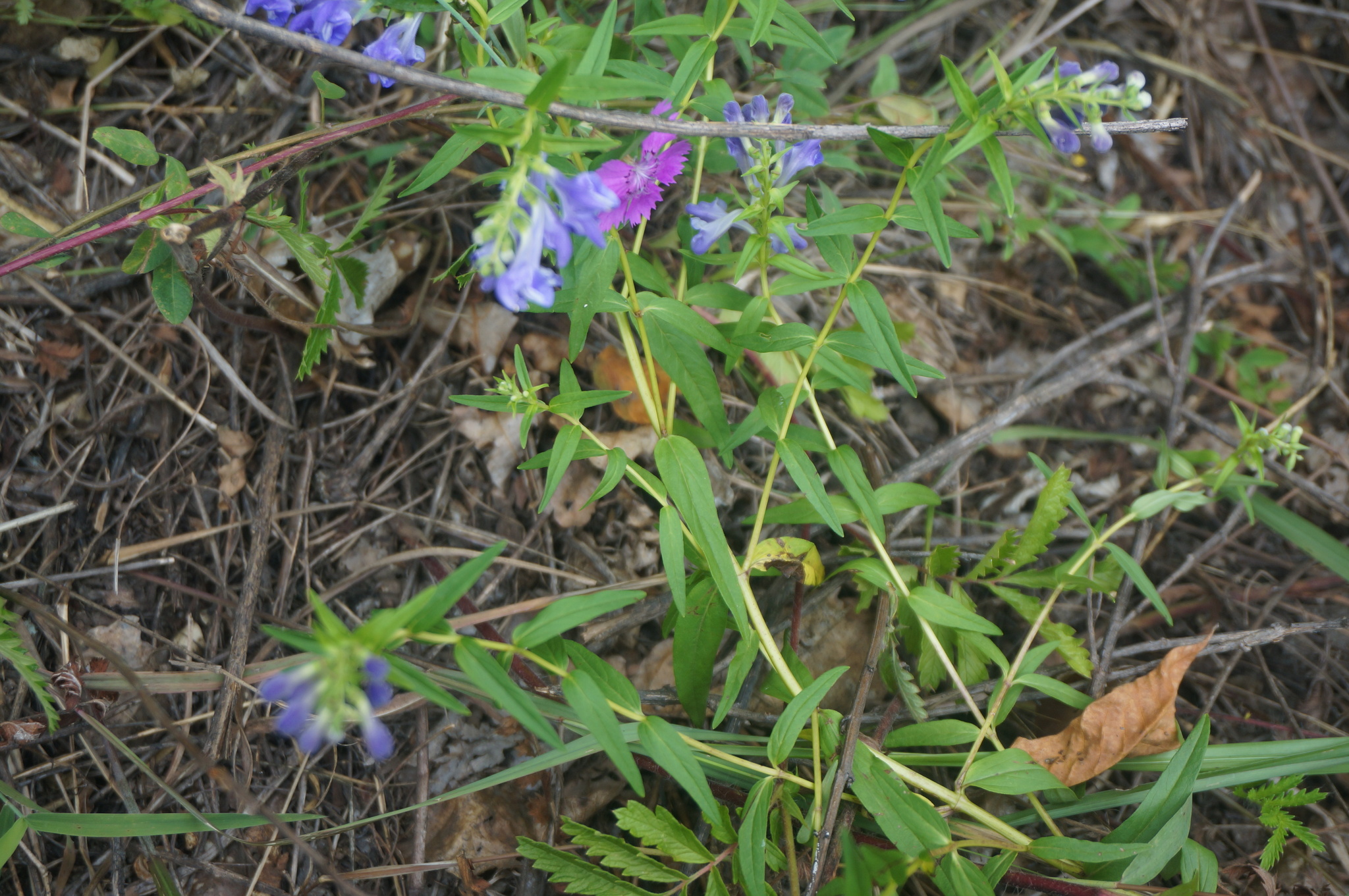 Scutellaria baicalensis Georgi