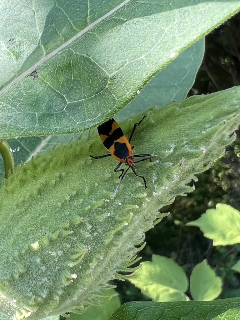Large Milkweed Bug from Garrison Forest Rd, Owings Mills, MD, US on ...