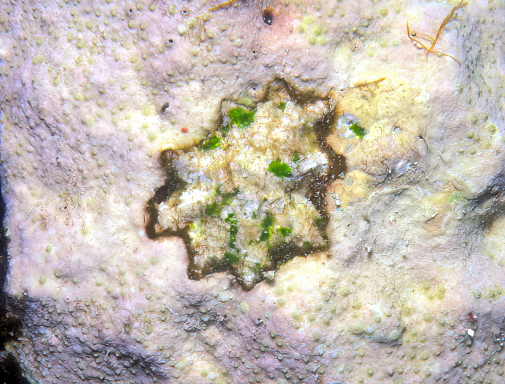 Scutellastra flexuosa (Quoy & Gaimard, 1834)