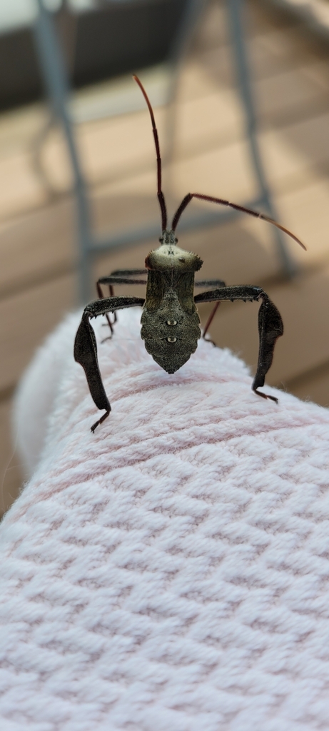 Giant leaf-footed bug from Graysville, TN 37338, USA on July 17, 2022 ...
