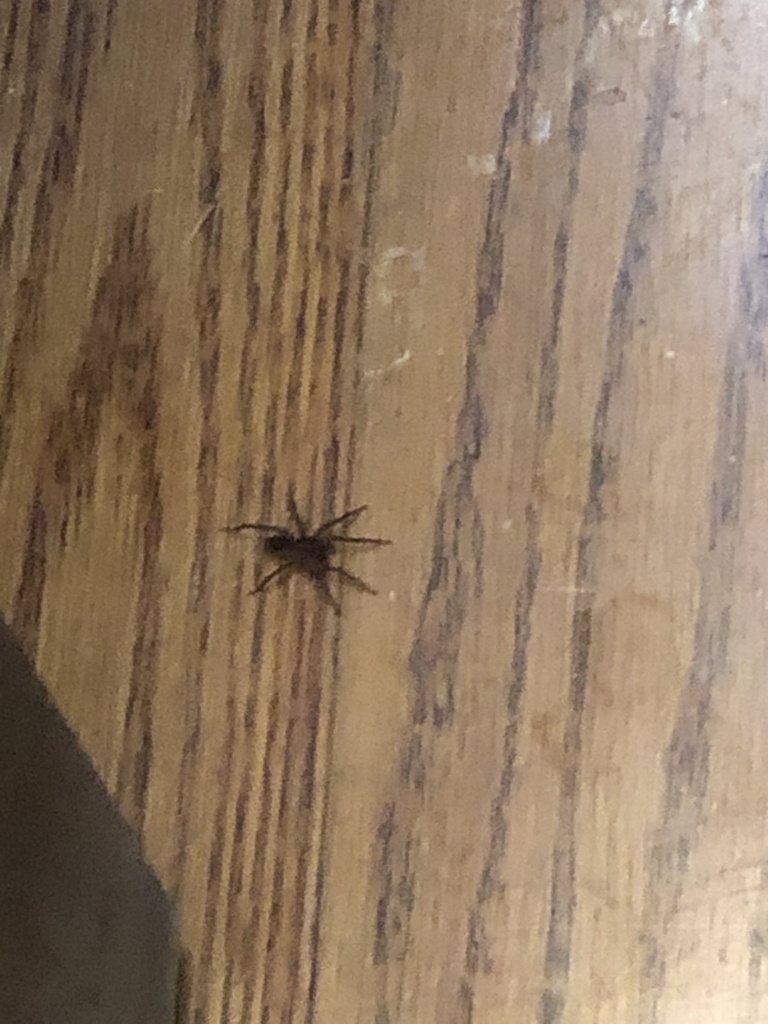 Typical Spiders in August 2022 by harleywyrm. My sister accident killed ...