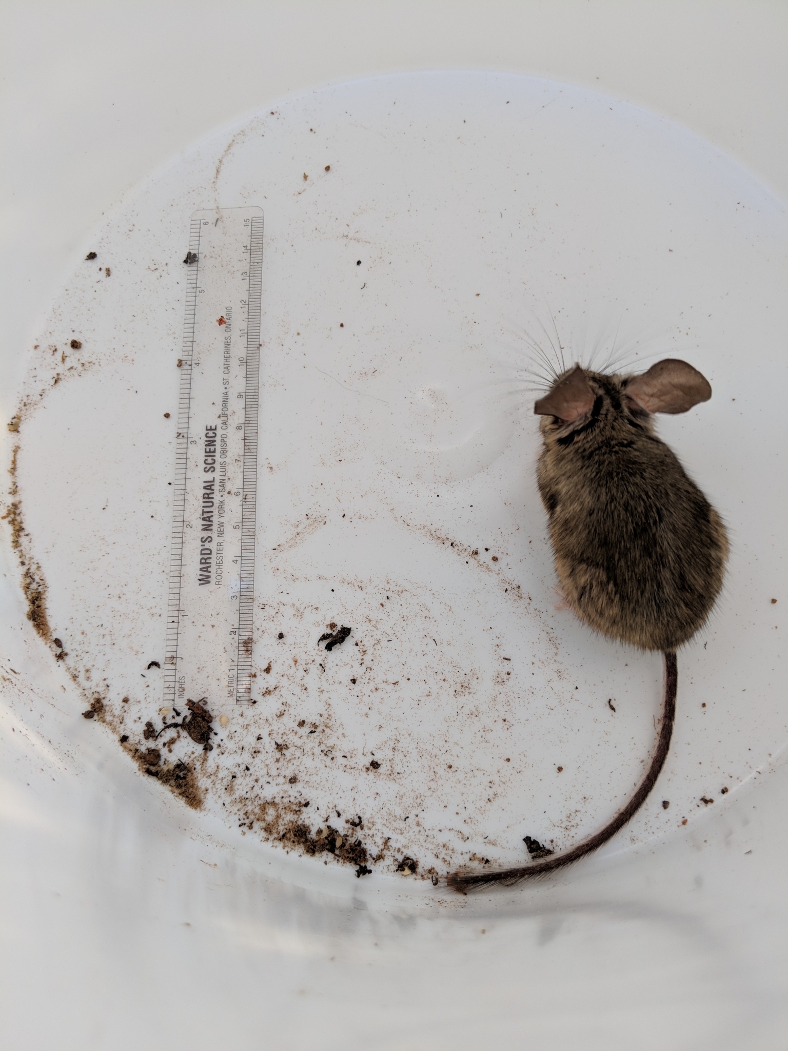 Peromyscus truei (Shufeldt, 1885)