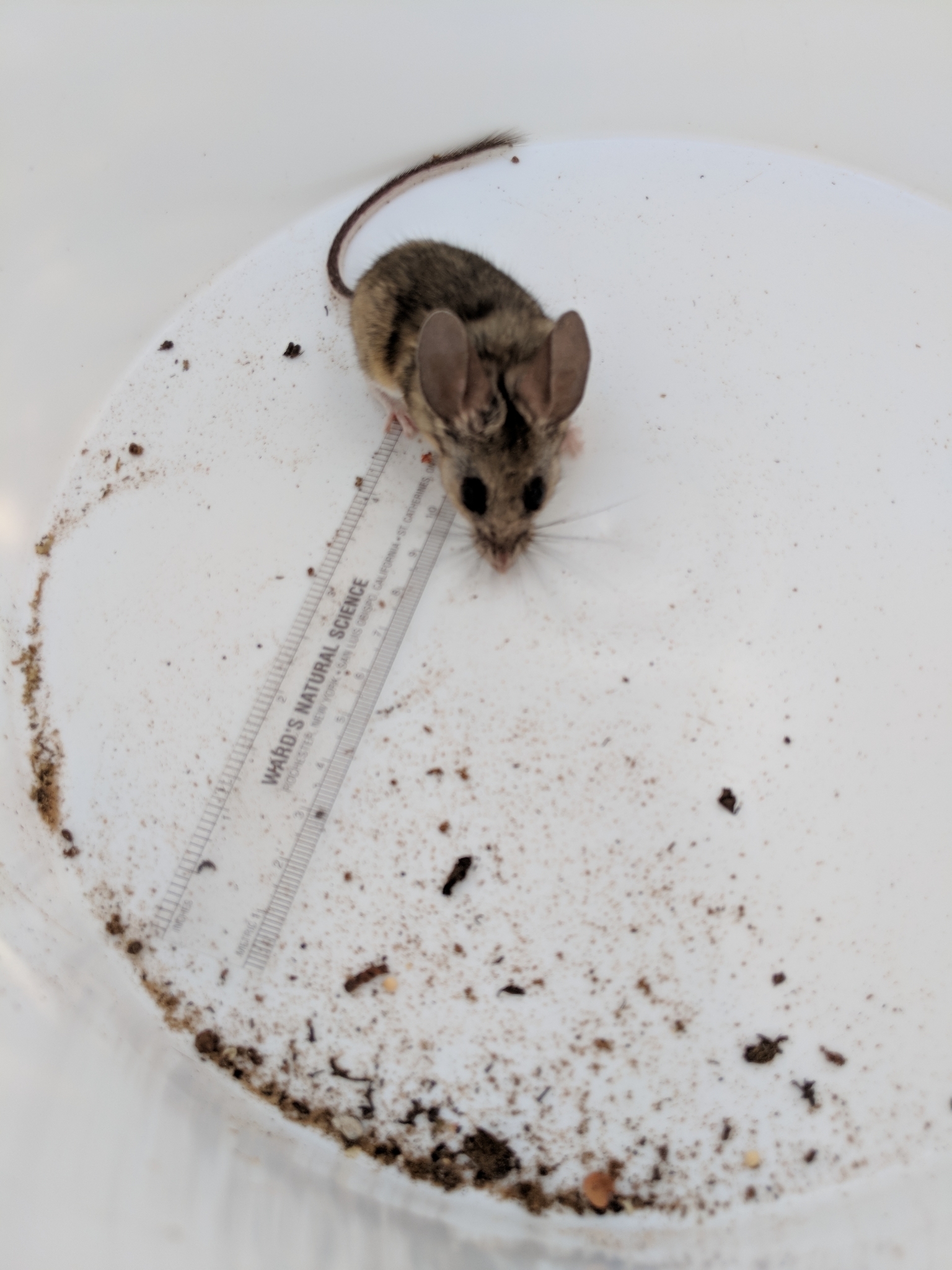 Peromyscus truei (Shufeldt, 1885)
