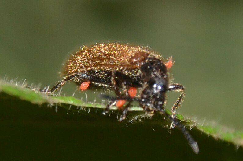 Trombidiform Mites from 22310 Plestin-les-Grèves, France on July 13 ...