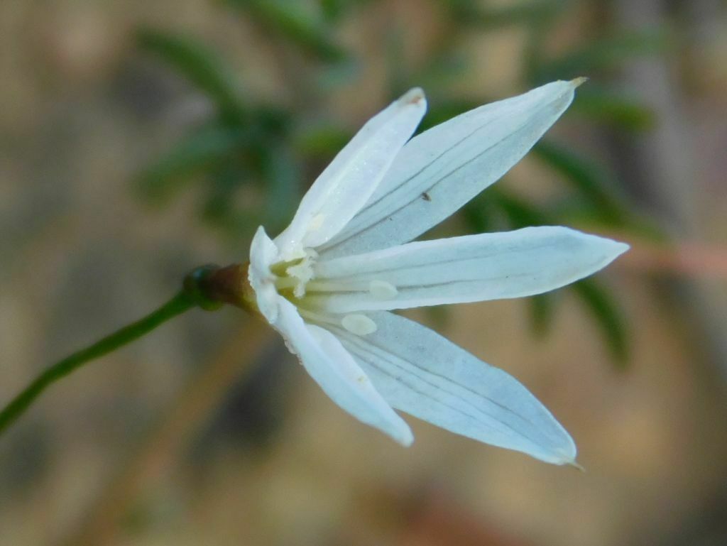 Twisted Snowflake From Greyton Loerkop 7233 South Africa On August 04 2022 At 0832 Am By