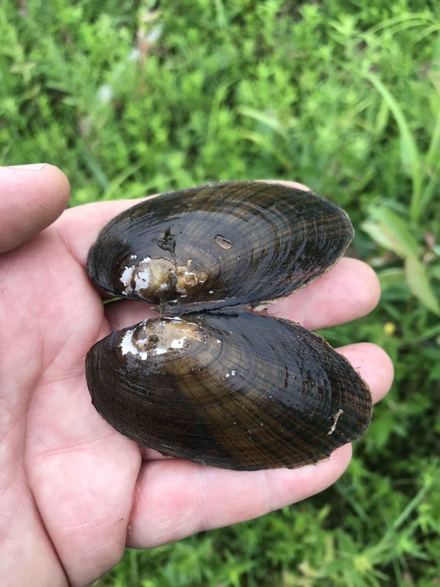 Lampsilis radiata (Gmelin, 1791)