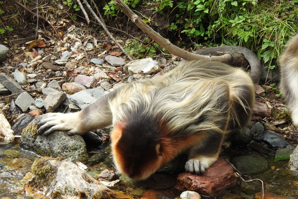 Snub-nosed Monkeys (Rhinopithecus) - Know Your Mammals