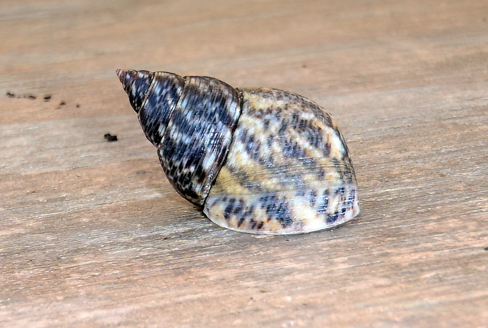 Littoraria scabra (Linnaeus, 1758)
