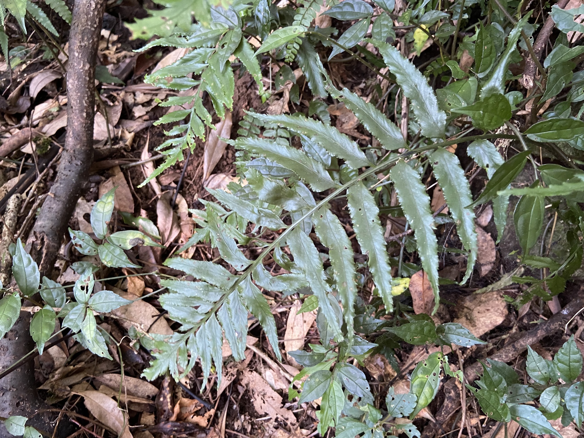 Asplenium wrightii D.C.Eaton ex Hook.
