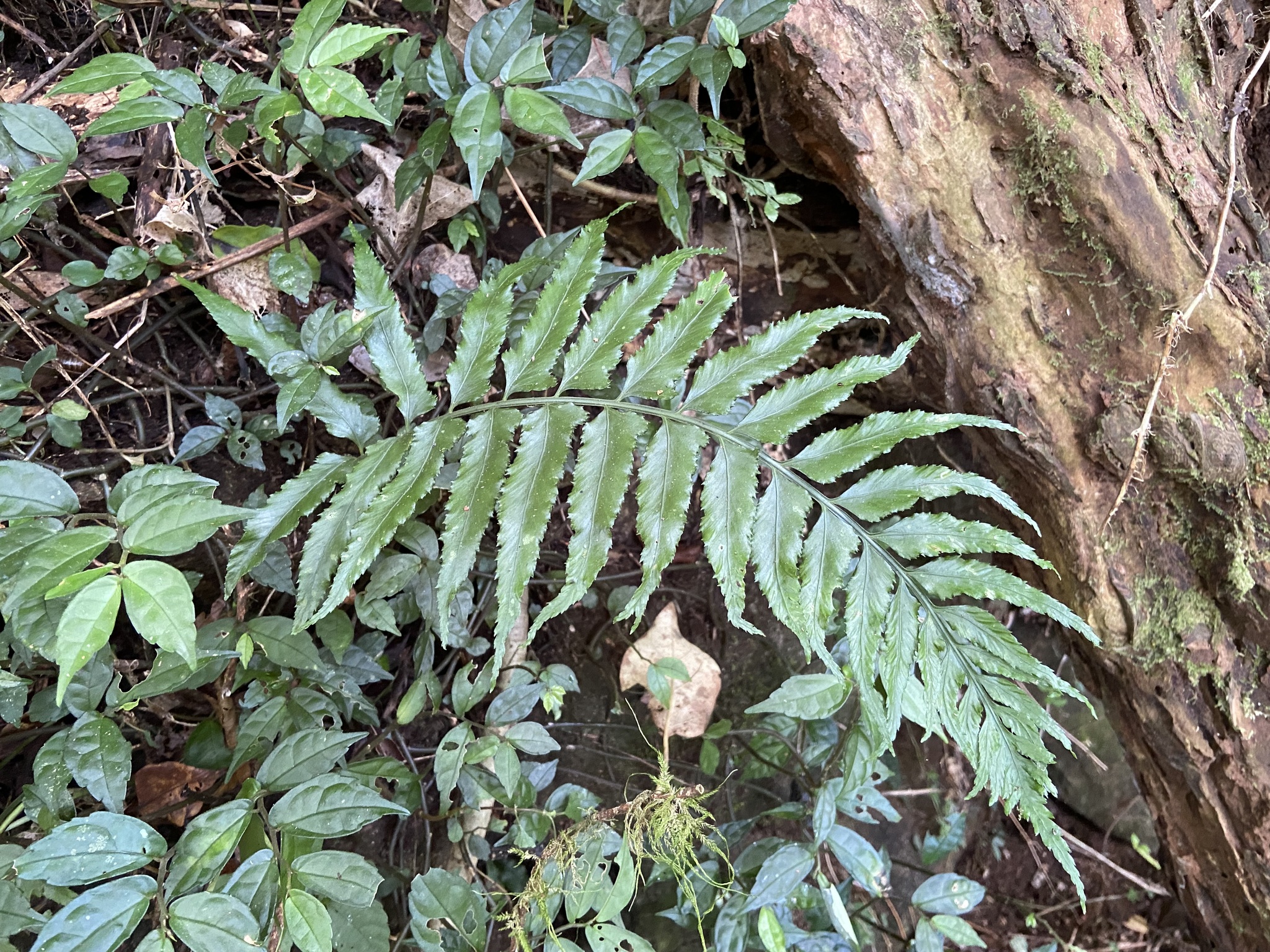 Asplenium wrightii D.C.Eaton ex Hook.