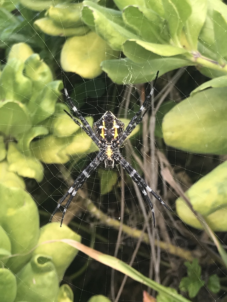 Hawaiian Garden Spider from Maui, Lahaina, HI, US on February 13, 2021 ...