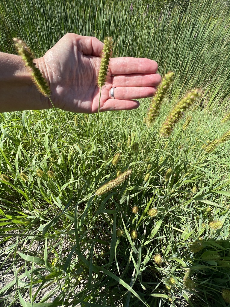 yellow foxtail from Heuvelmans Rd, Ottawa, ON, CA on August 6, 2022 at ...