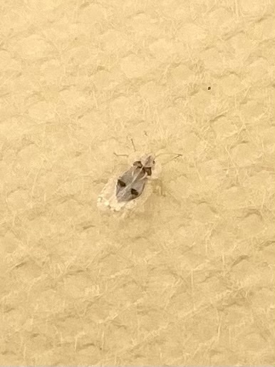 Eastern Sycamore Lace Bug from Avenida Primero de Mayo, Calasparra ...