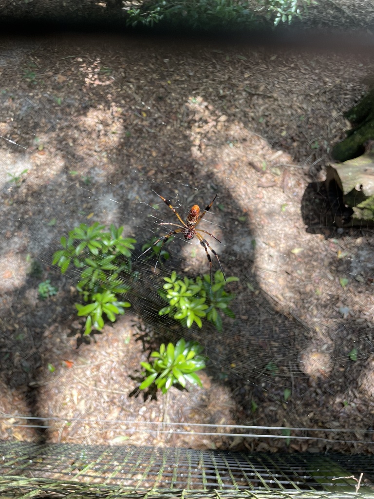Golden Silk Spider from Apalachicola National Forest, Tallahassee, FL ...