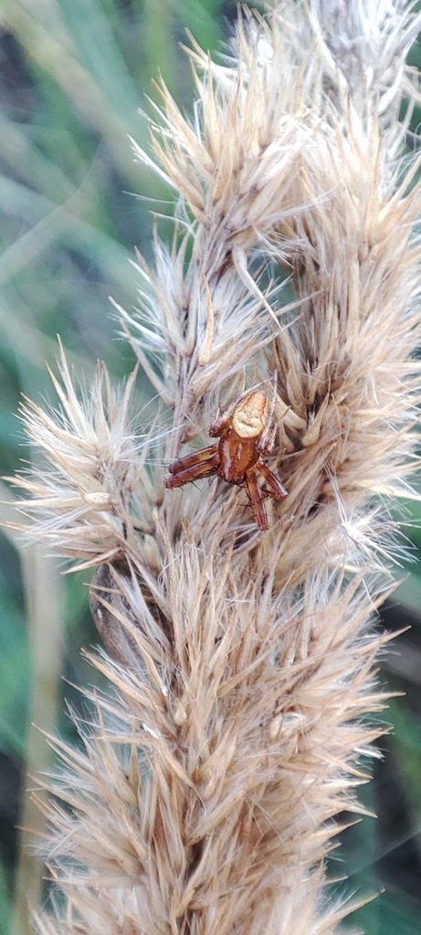 Strawberry Spider from Володарский р-н, Брянск, Брянская обл., Россия ...