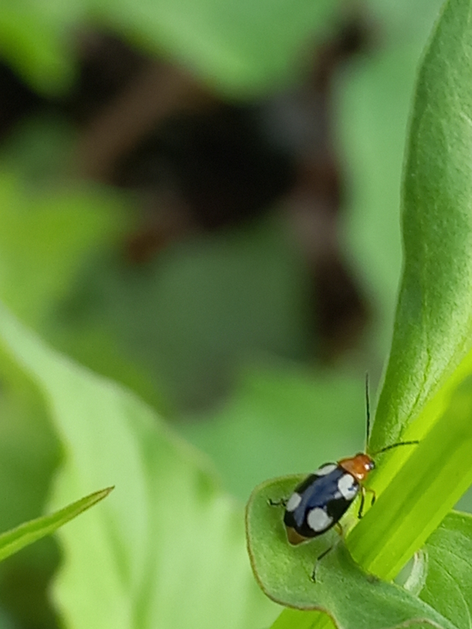 Monolepta signata (Olivier, 1808)