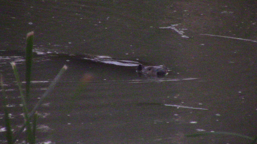 American Beaver from Las Vegas, NV, USA on August 6, 2022 at 05:40 AM ...