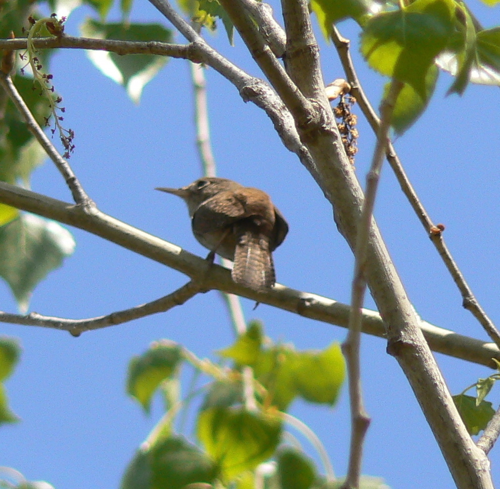 House Wren from San Diego, CA, USA on March 24, 2007 at 01:15 PM by ...