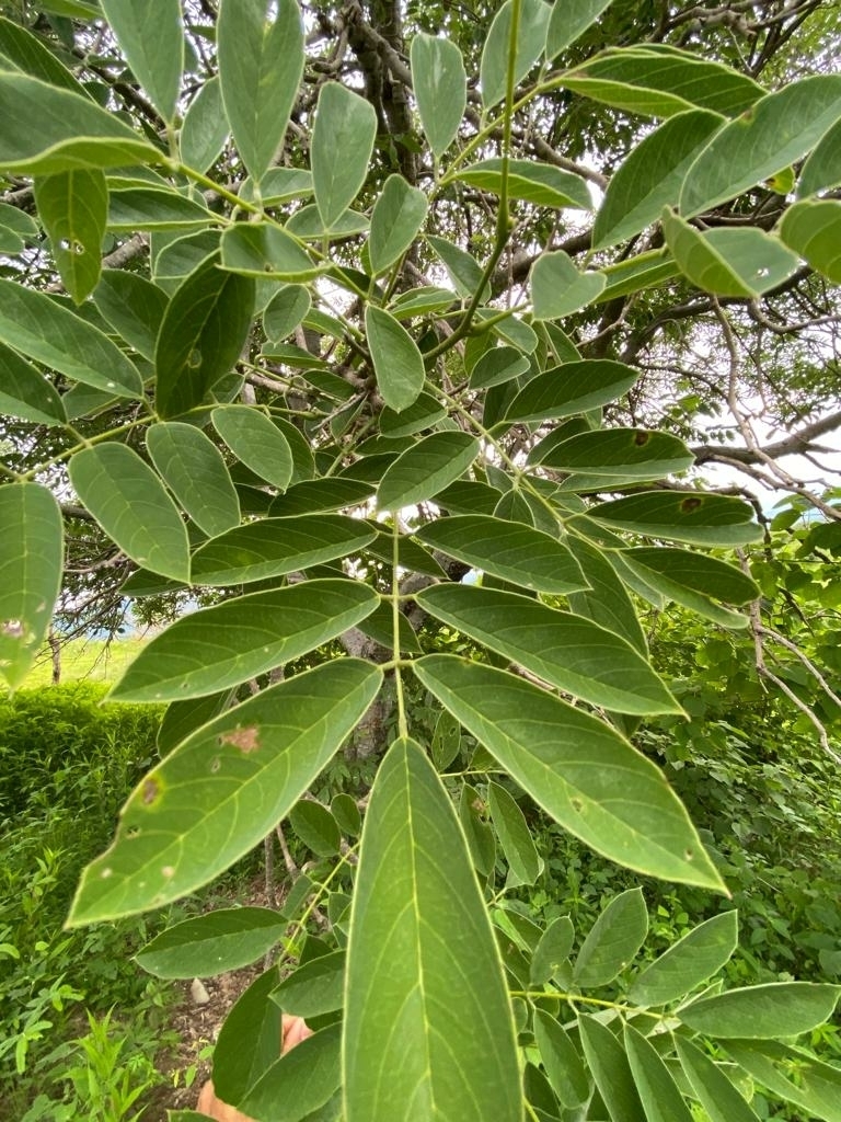 Fence Post Tree from San Lucas on August 1, 2022 at 06:00 PM by Laüra ...