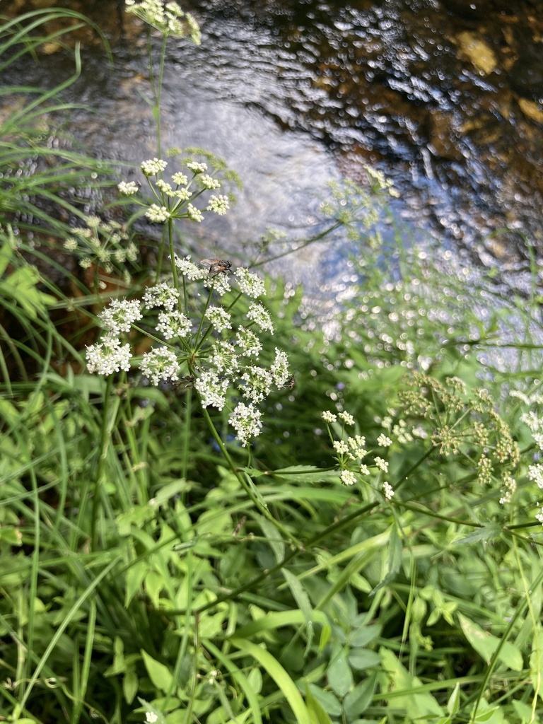 water parsnip from Kings, NS, CA on August 6, 2022 at 12:56 PM by Jara ...