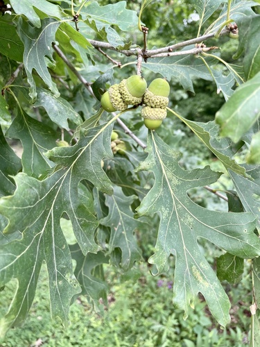 white oak (Town Bluff Lake/B. A. Steinhagen Lake Plant ID Guide ...