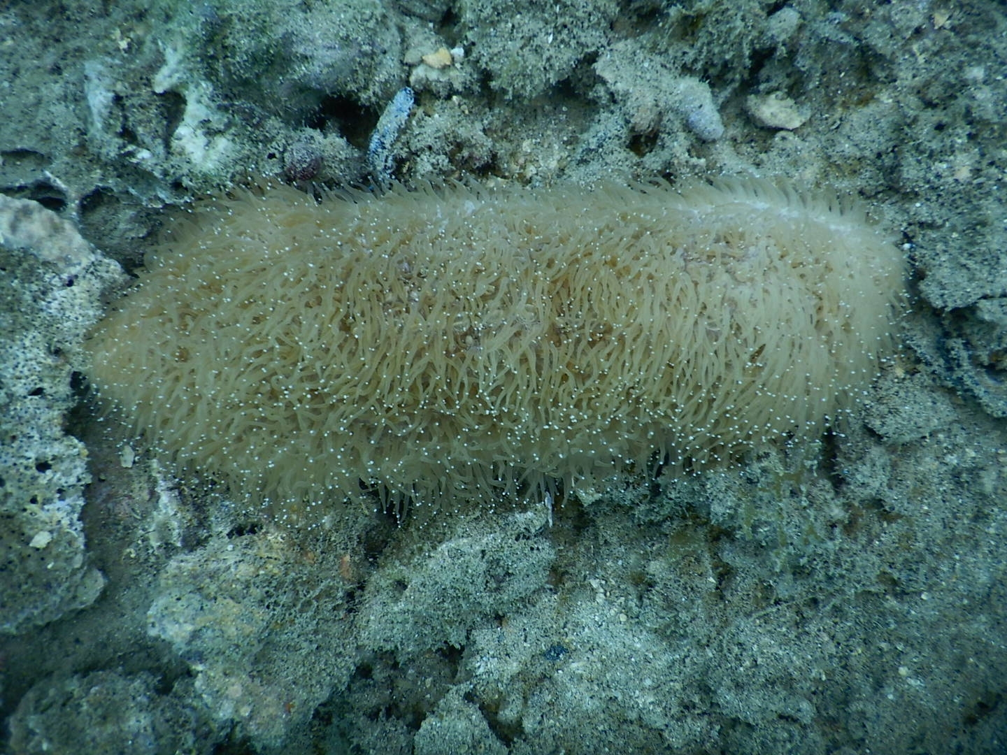 Polyphyllia Blainville, 1830