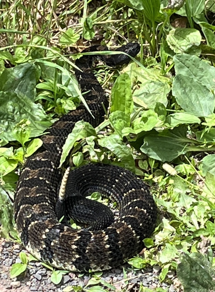 Timber Rattlesnake in August 2022 by quattrocchid · iNaturalist