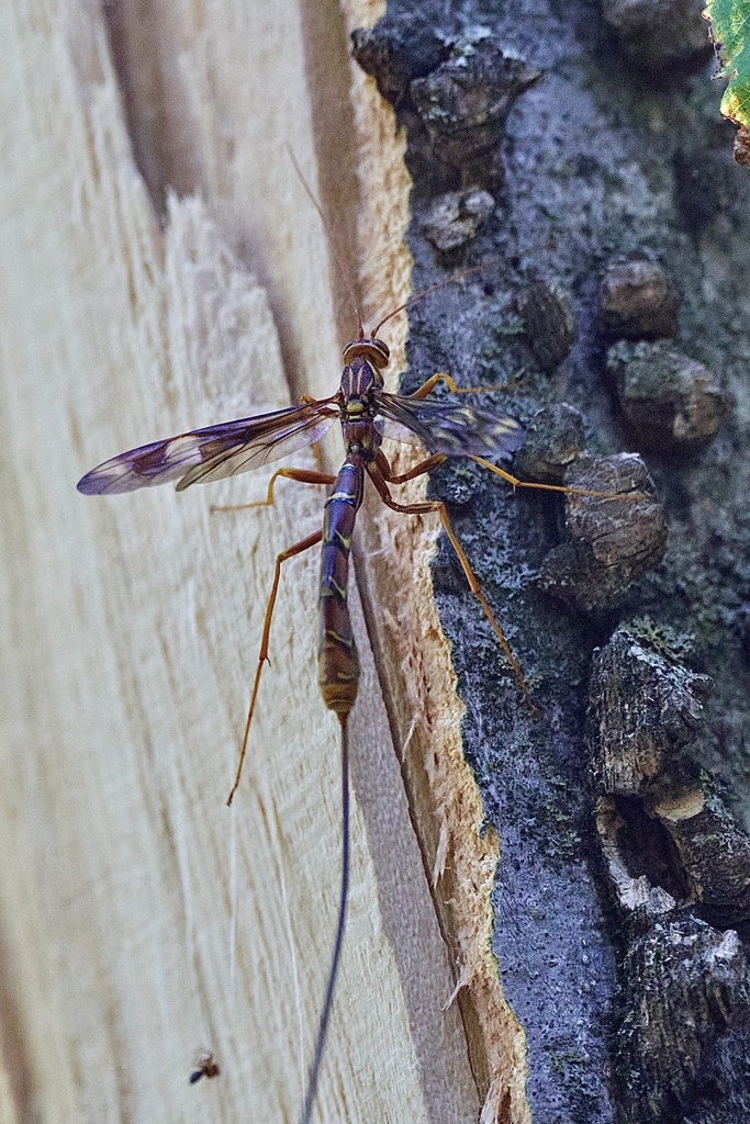 Long-tailed Giant Ichneumonid Wasp from Allen, TX, US on August 6, 2022 ...