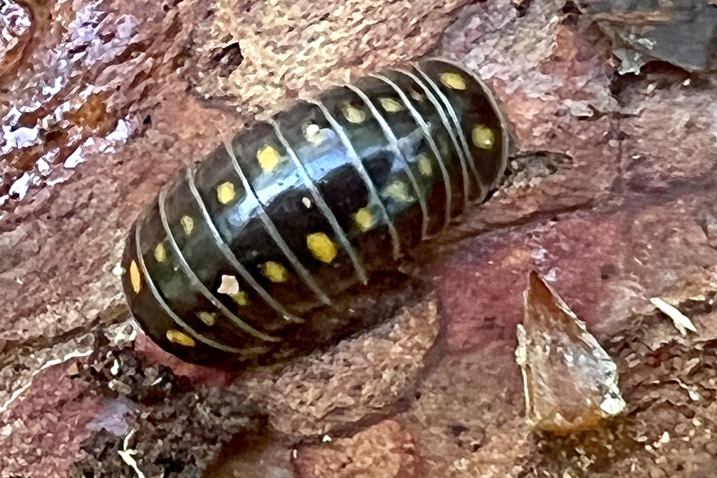 Glomeris pustulata from Mnichovo Hradiště, Česko on August 06, 2022 at ...
