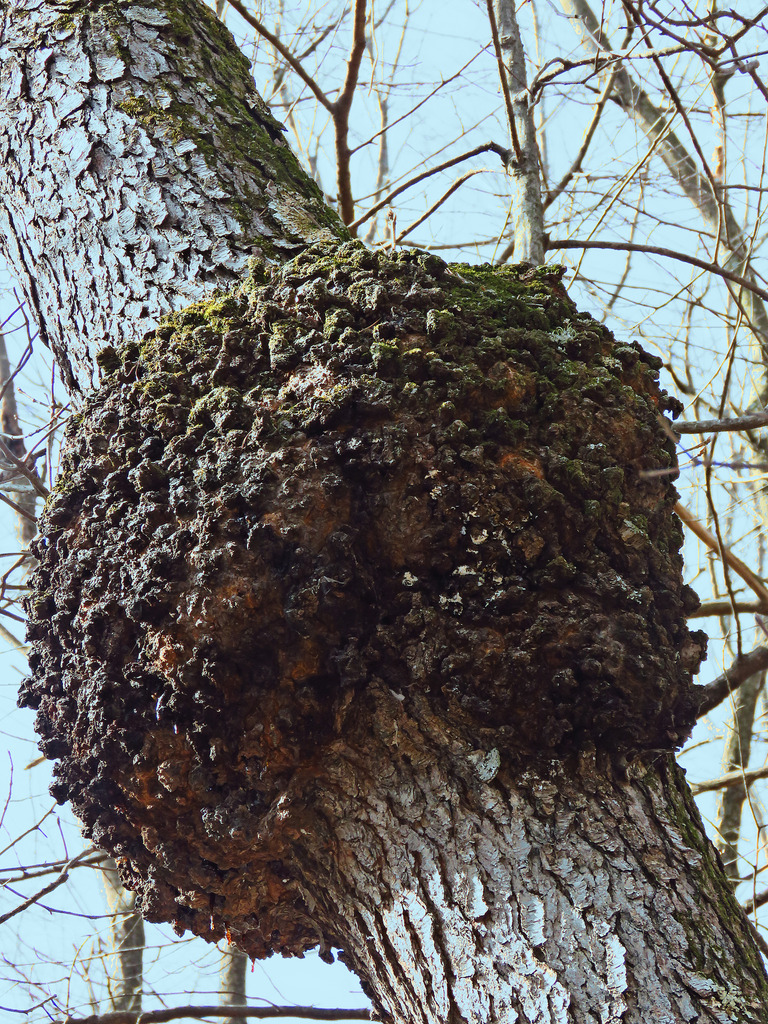 Fungi Including Lichens from Dauphin County, PA, USA on February 04 ...