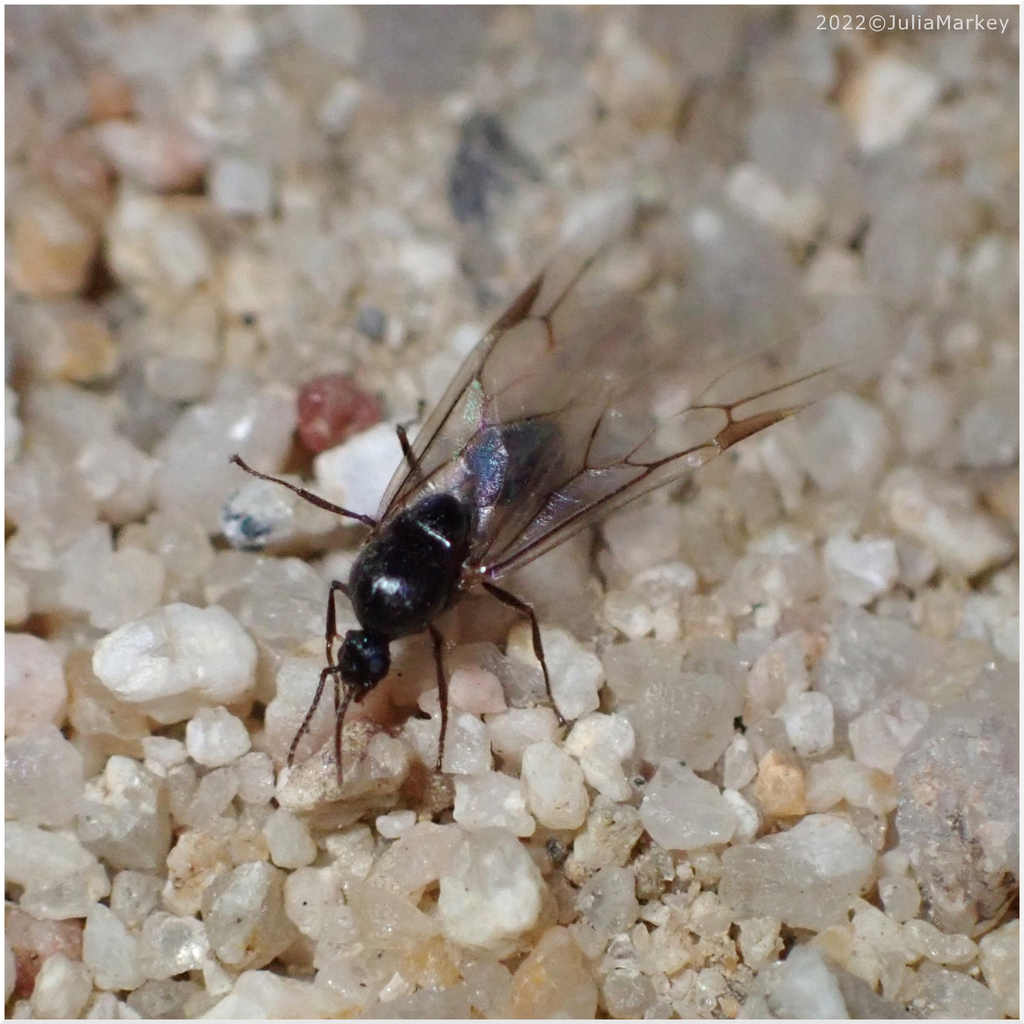 Veromessor from Orange County, CA, USA on August 05, 2022 at 08:02 PM ...