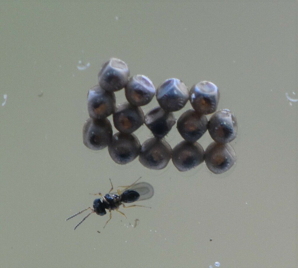 Telenominae from Fiddlesticks, Cambridge, ON, Canada on August 6, 2022 ...