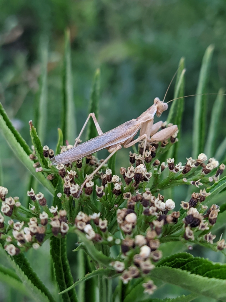 European Dwarf Mantis from Castrillo de Don Juan, 34246, Palencia ...