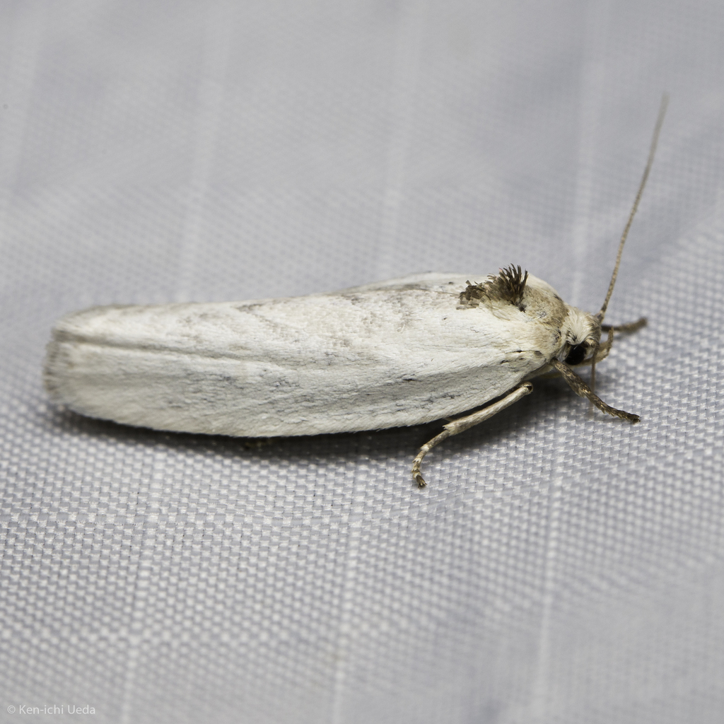 Antaeotricha manzanitae from Sagehen Creek Field Station, Nevada County ...