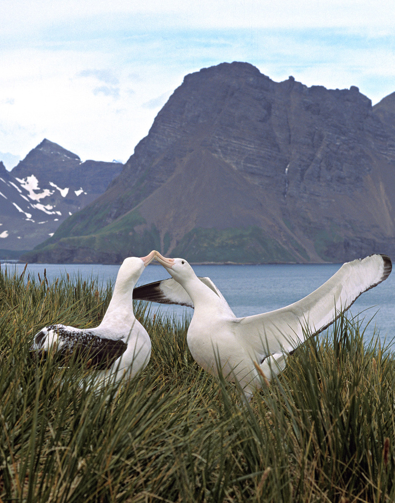 Snowy Albatross from Prion Island, South Georgia Island on January 28 ...
