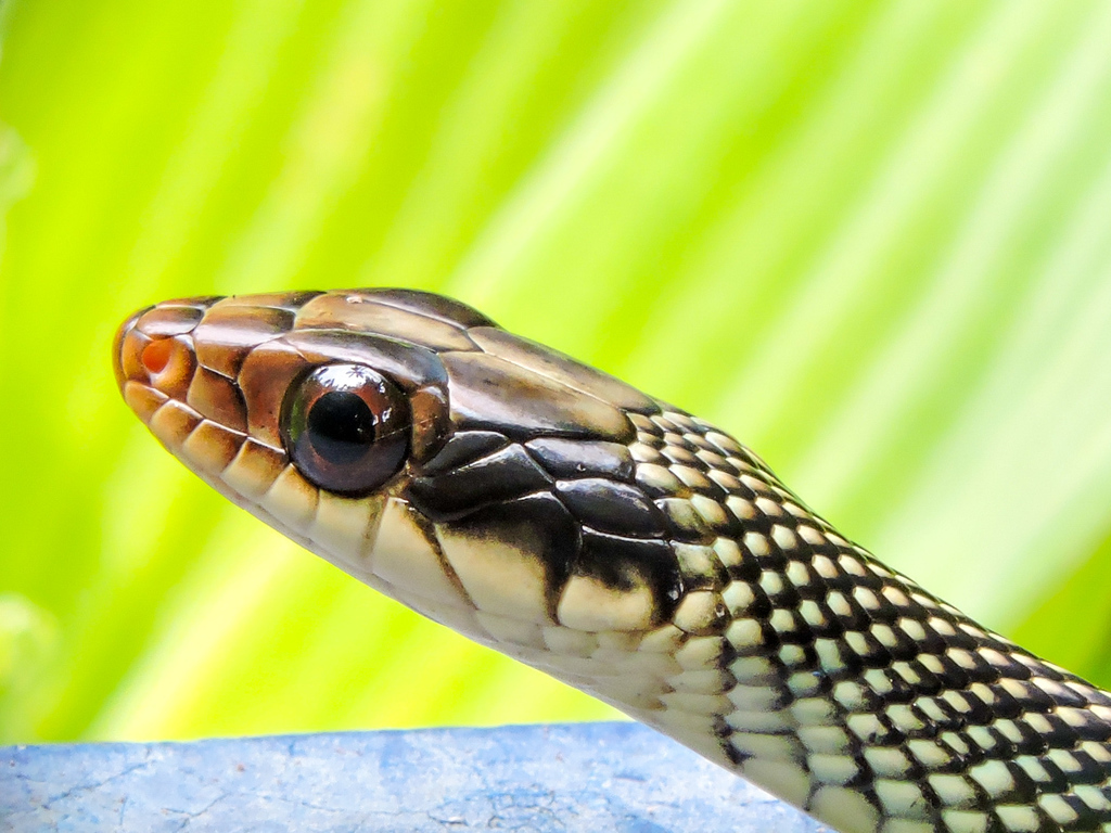 Speckled Racer (Reptiles of Costa Rica's Southern Caribbean Lowlands ...