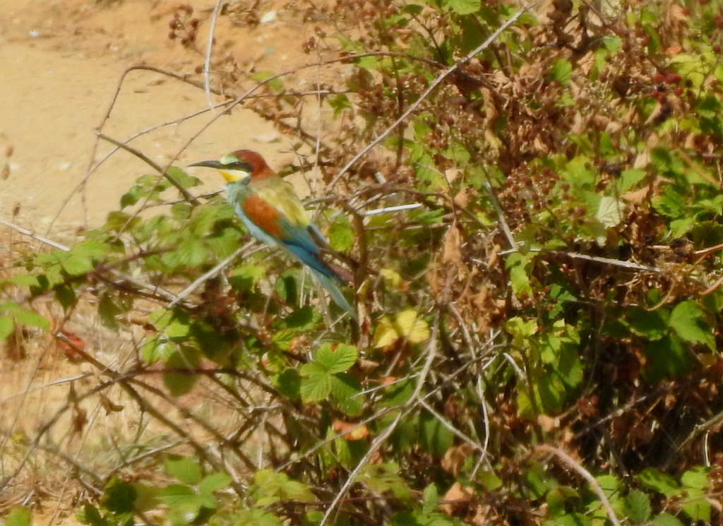 European Bee-eater from Norfolk, UK on August 06, 2022 at 11:06 AM by ...