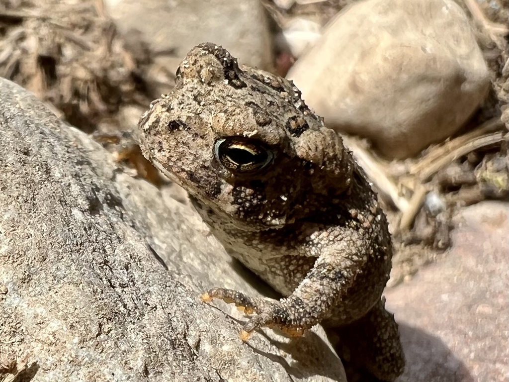 American Toad from Huron-Manistee National Forests, Walkerville, MI, US ...