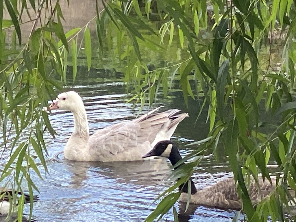 Greylag × Canada Goose from Passaic County Weasel Brook Park, Clifton ...