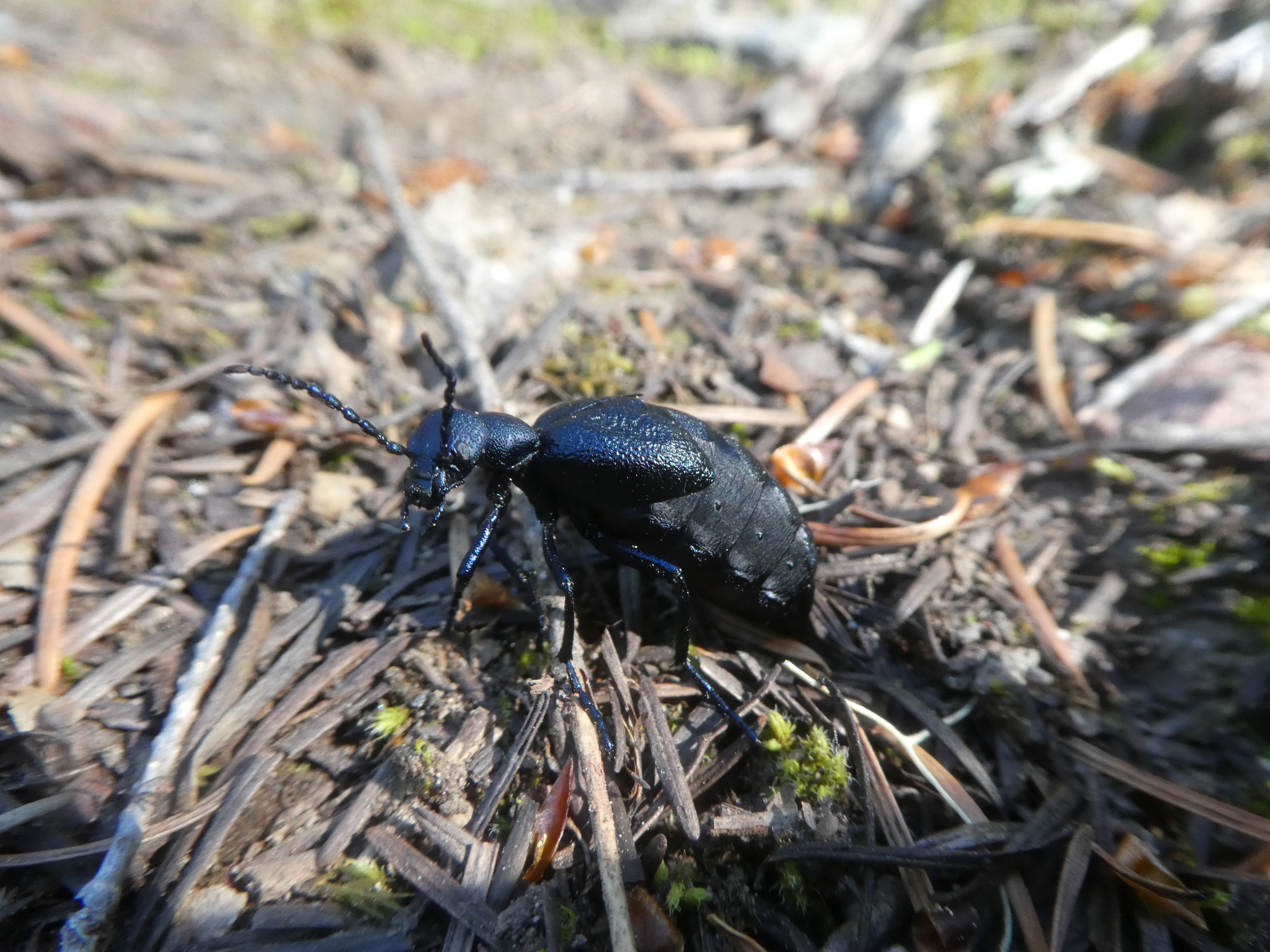 Meloe angusticollis Say, 1824