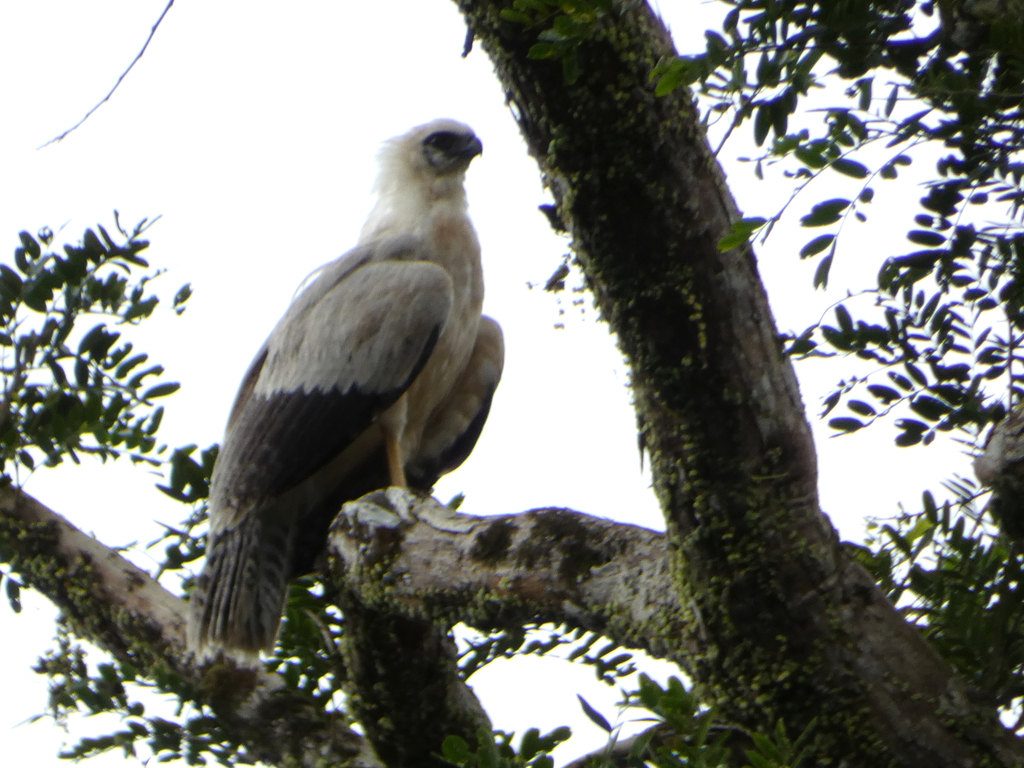 Crested Eagle (Morphnus guianensis) - Avian Discovery
