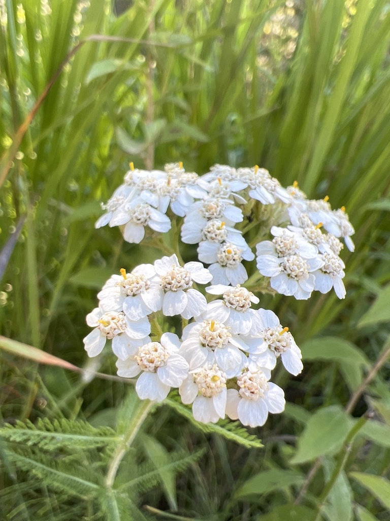 common yarrow from Alger County, US-MI, US on August 04, 2022 at 02:52 ...