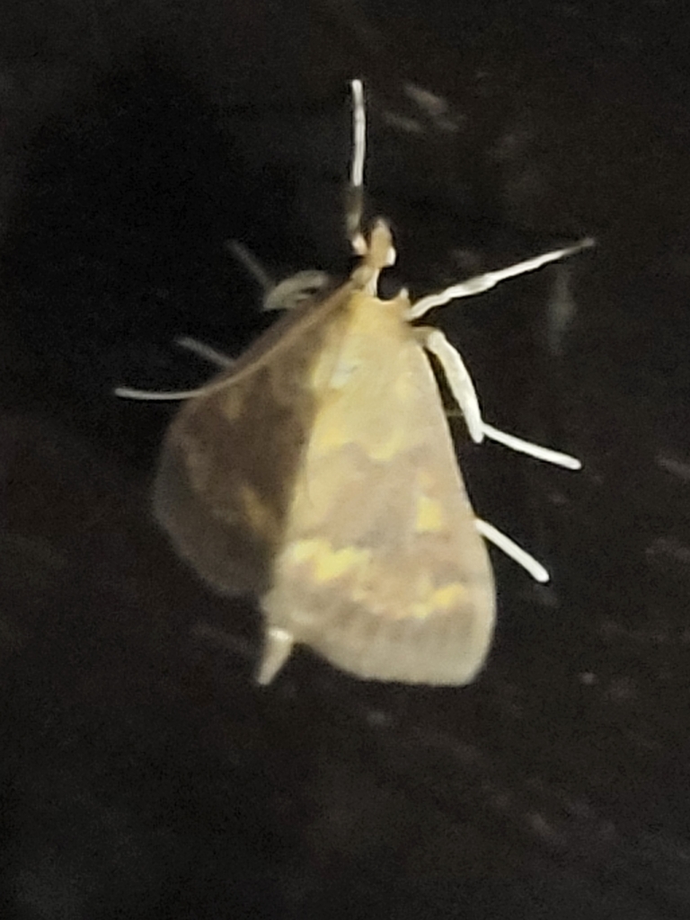 European Corn Borer Moth from 4207 Vopovlje, Slowenien on August 6 ...