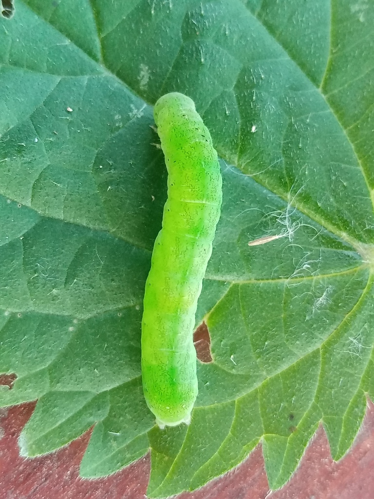 Small Angle Shades from Большой Луцк, Ленинградская обл., Россия ...