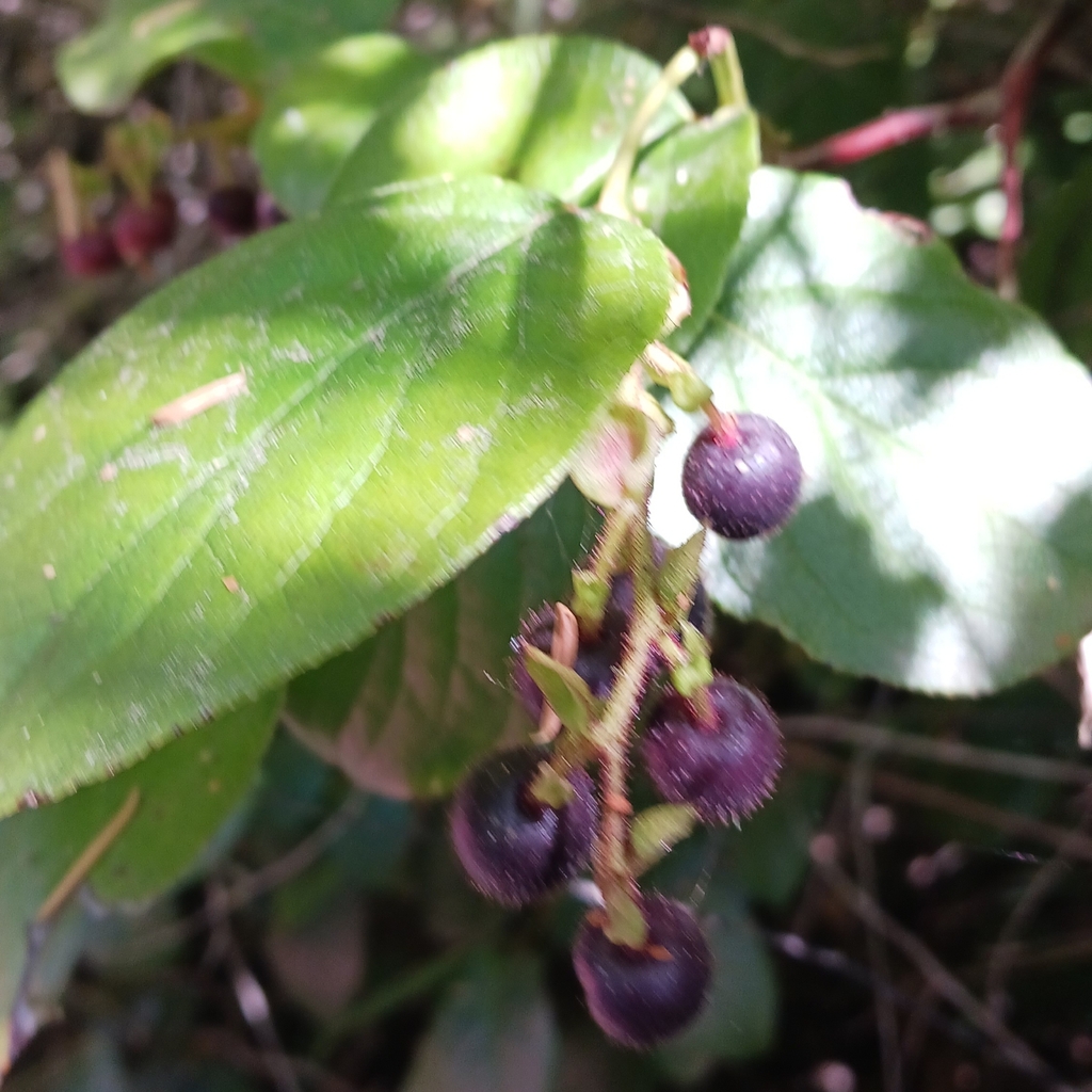 salal from Coupeville, Washington 98239, États-Unis on August 06, 2022 ...