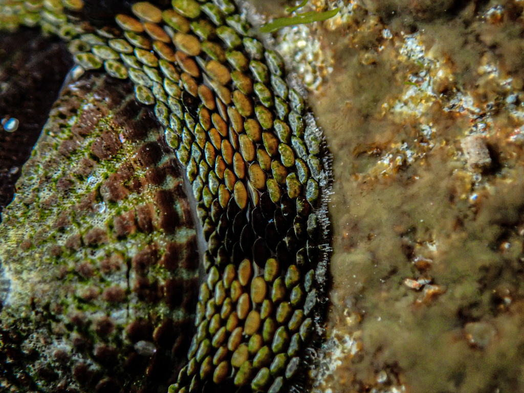 Snakeskin Chiton from Terrigal Point, NSW, Australia on August 6, 2022 ...