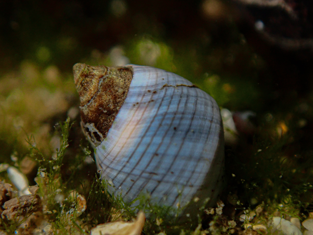 Little Blue Periwinkle from Broken Head, NSW, Australia on August 6 ...