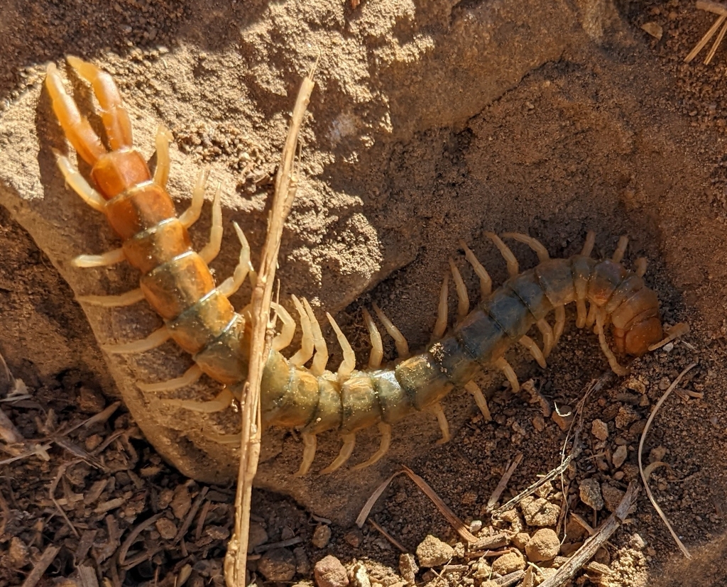 Common Desert Centipede from Malibu, CA 90265, USA on August 06, 2022 ...